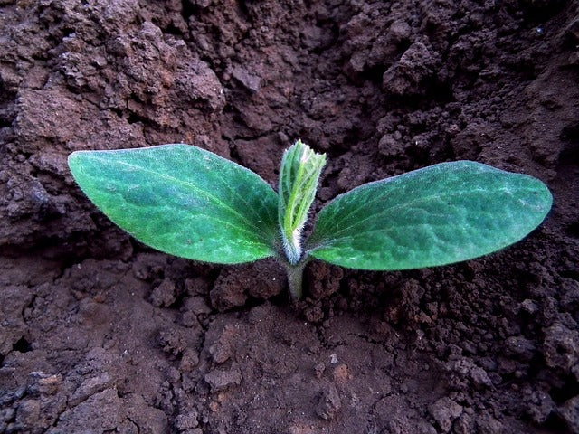 What Is Food Sustainability what-is-food-sustainability