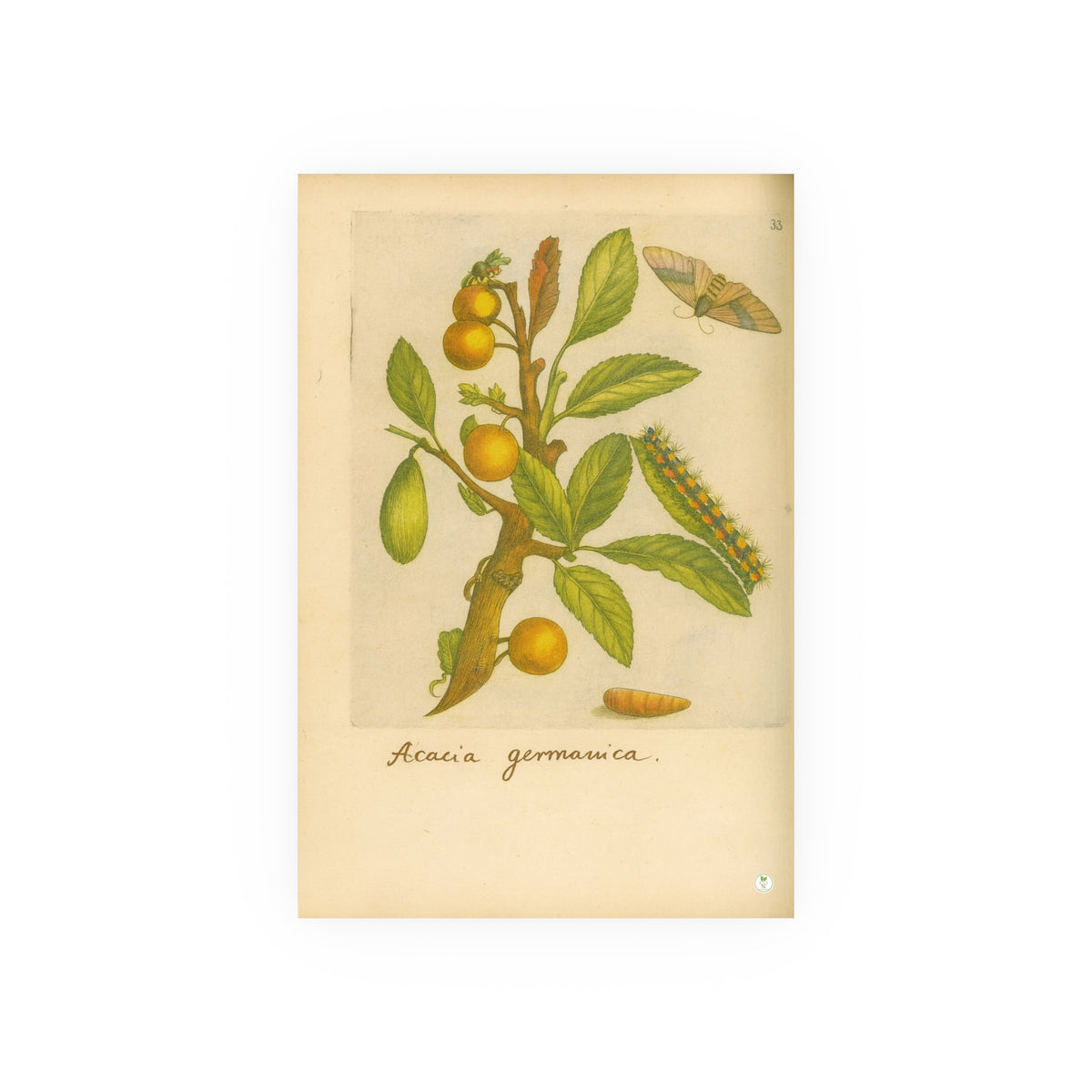 Acacia germanica, Colorized Medlar Branch with Insect Life Cycle