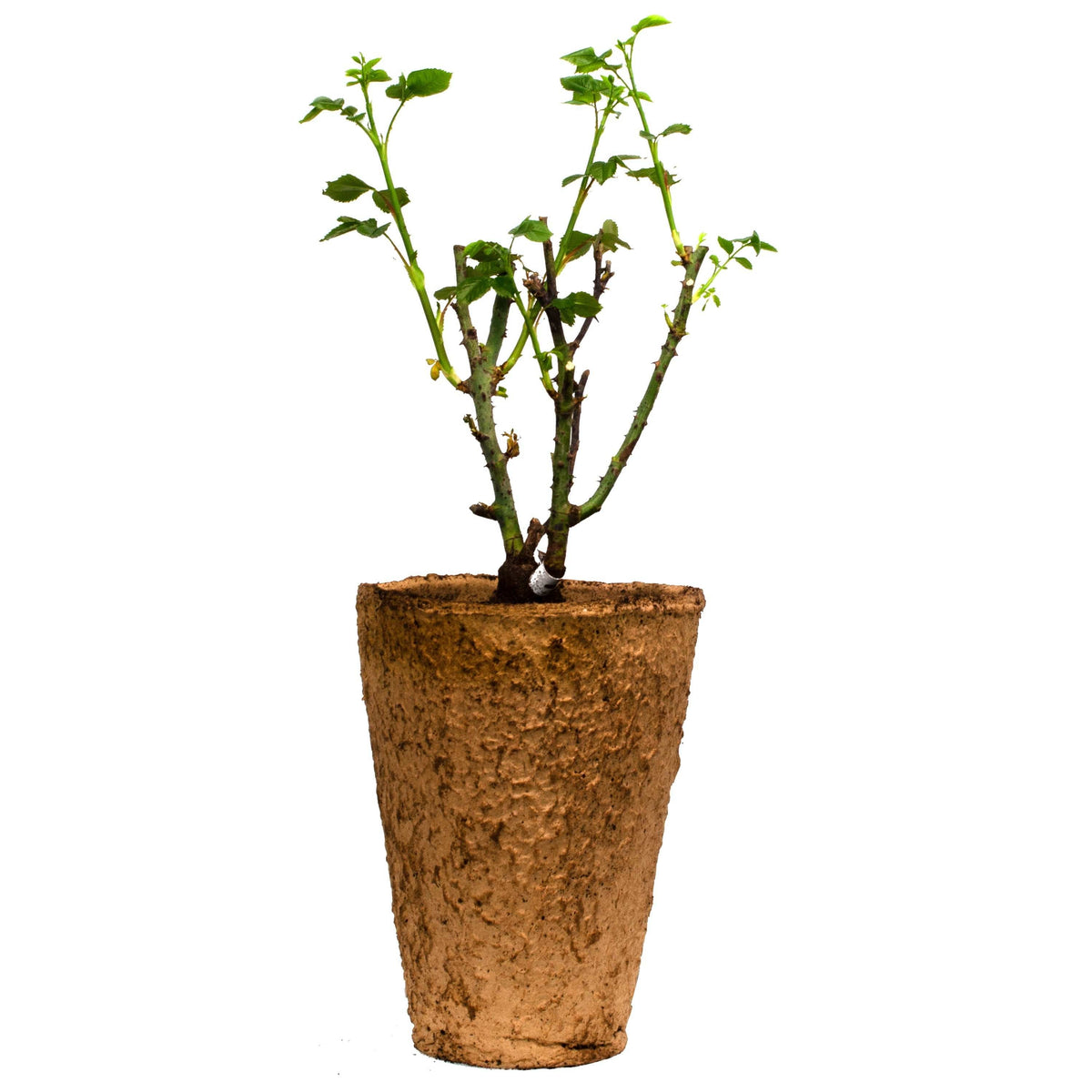 Earth Angel Parfuma Rose Plant 1.5 Gallon Pot