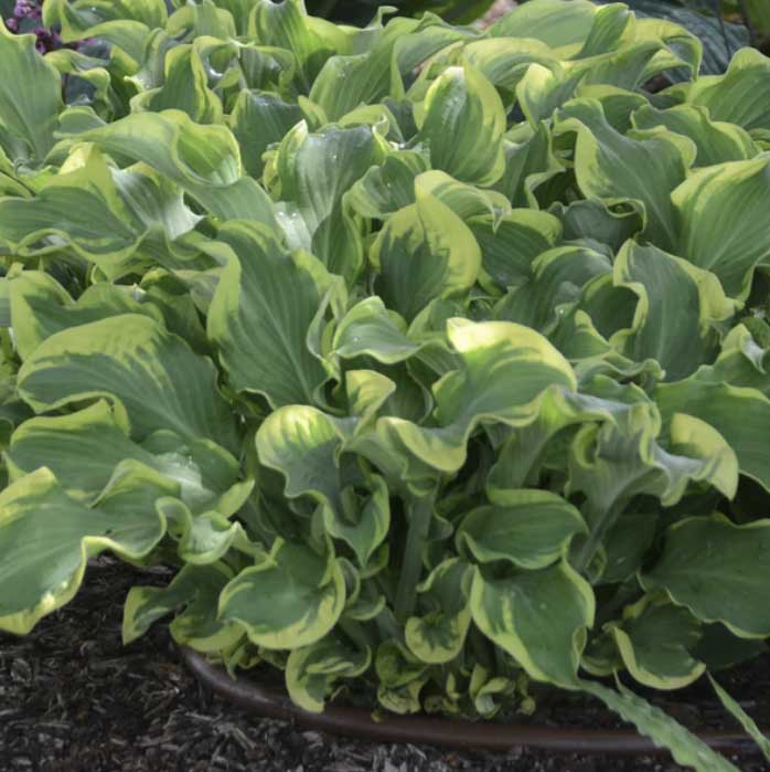 Hosta Shadowland® 'Wheee!' PP23565 PW® - Qt. Pots - Flat of 10