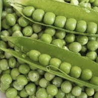 Heirloom Organic Easy Peasy Peas / English Pea Seeds