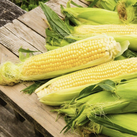 Organic Heirloom Early Golden Bantam Sweet Corn Seeds
