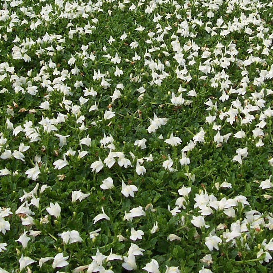 Mazus 'Alba' - 4.5 inch Pots - Flat of 10