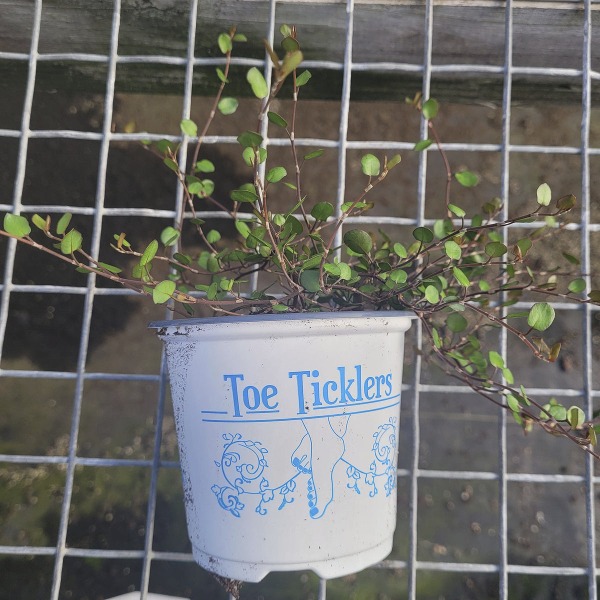 Muehlenbeckia axillaris - Creeping Wire Vine - 4.5 inch Pots - Flat of