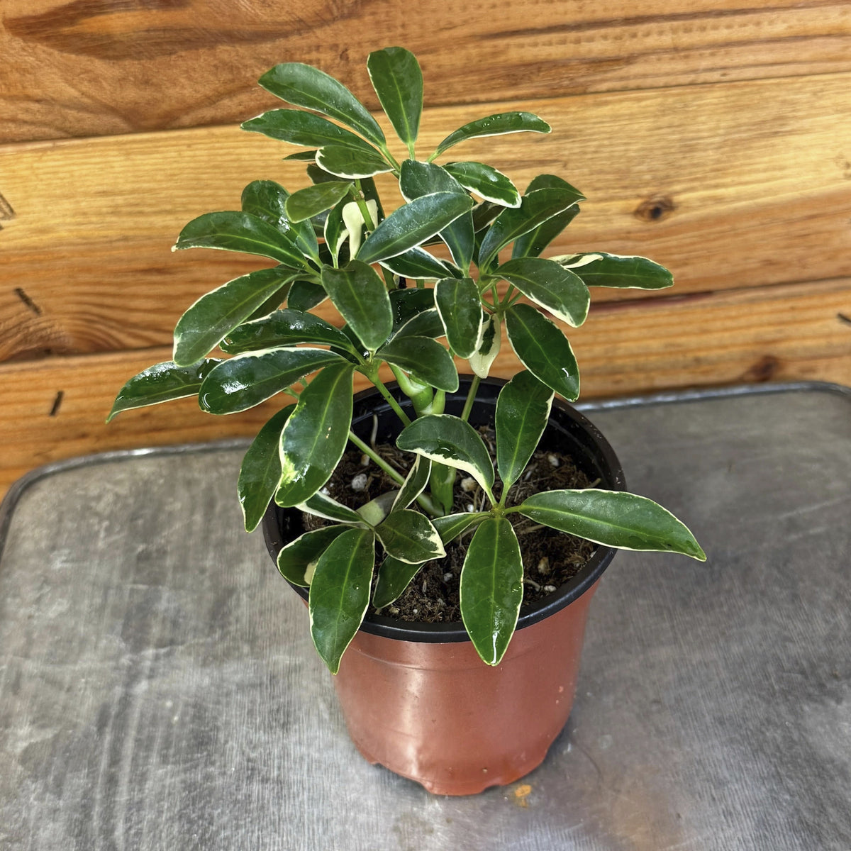 Schefflera Moondrop, 4" Plant