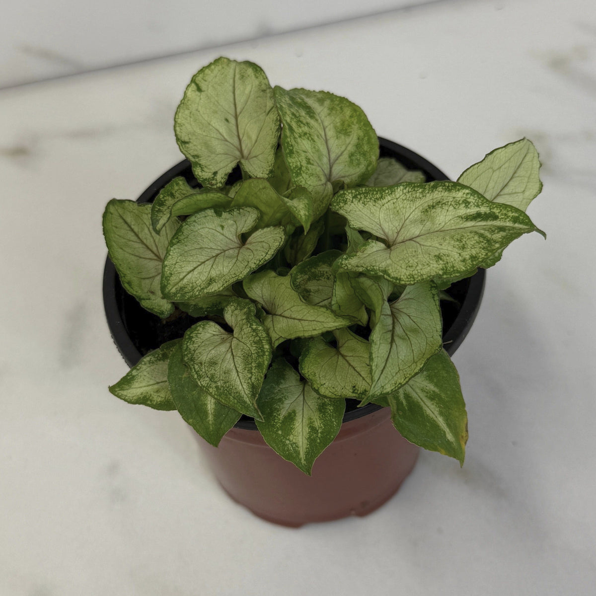 Syngonium Yami Red Wine, 4" Plant