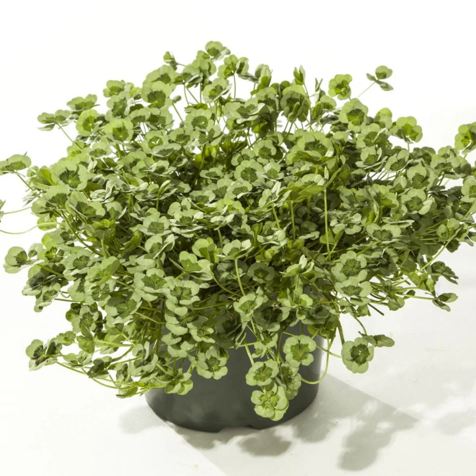 Trifolium repens 4 Luck® 'Green Glow' Clover - in 4.5 inch Pots - Flat