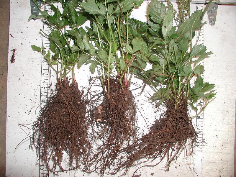 Astilbe 'Fanal' Bare Root Divisions (Minimum Quantity: 25 Divisions)