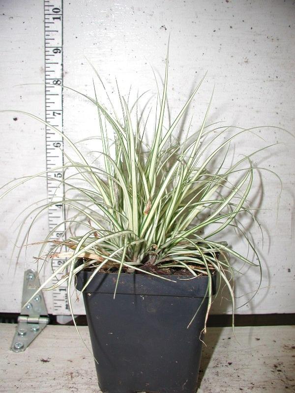 carex evergold problems