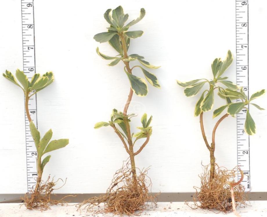 Pachysandra 'Silver Edge' Bare Root Plants (Minimum Quantity: 50 Plant