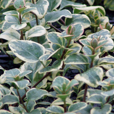 vinca major leaf